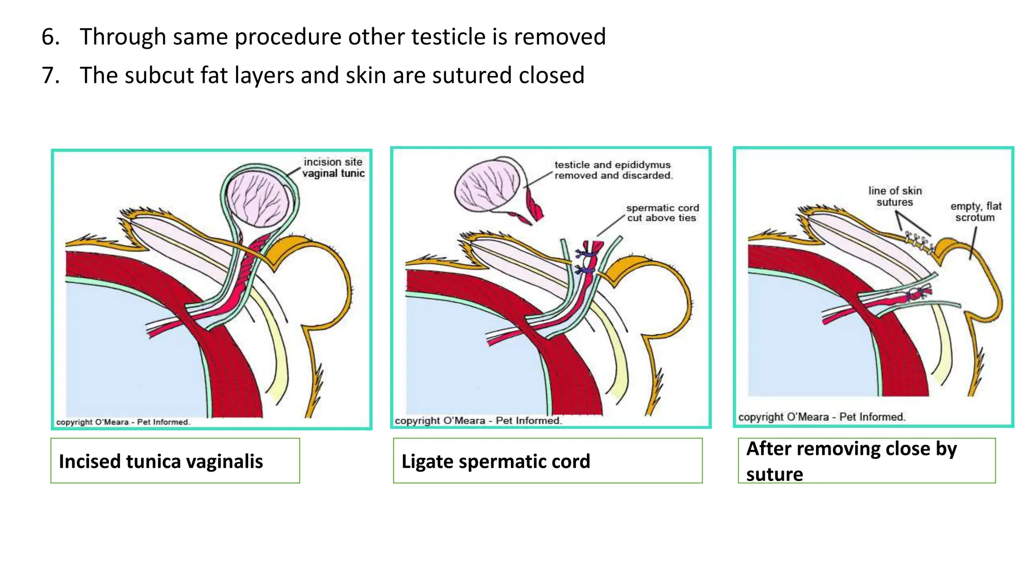 Castration of animal .pptx