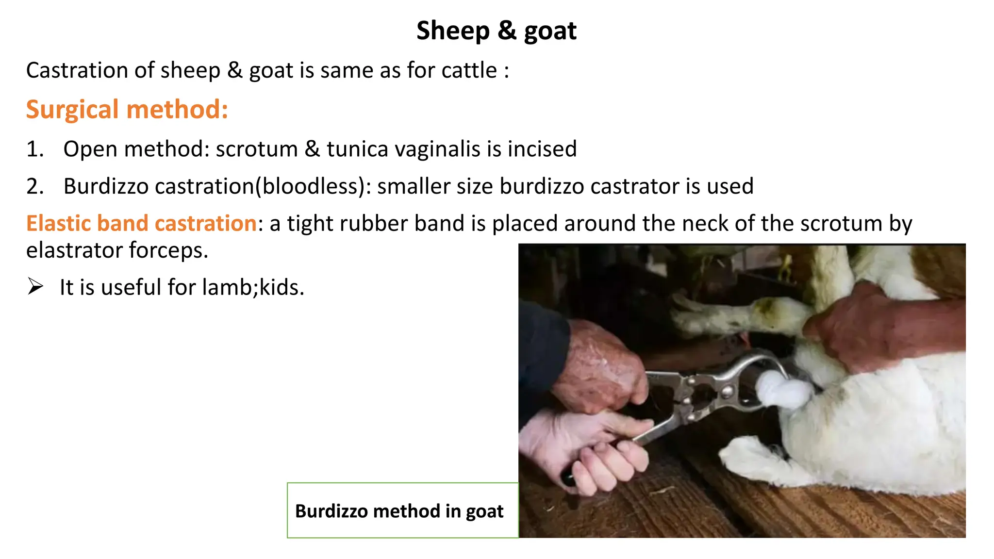 Castration of animal .pptx