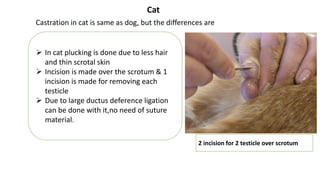 Castration of animal .pptx