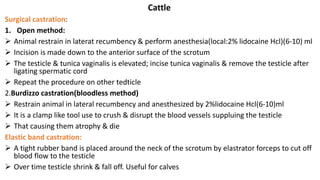 Castration of animal .pptx