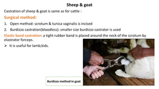 Castration of animal .pptx