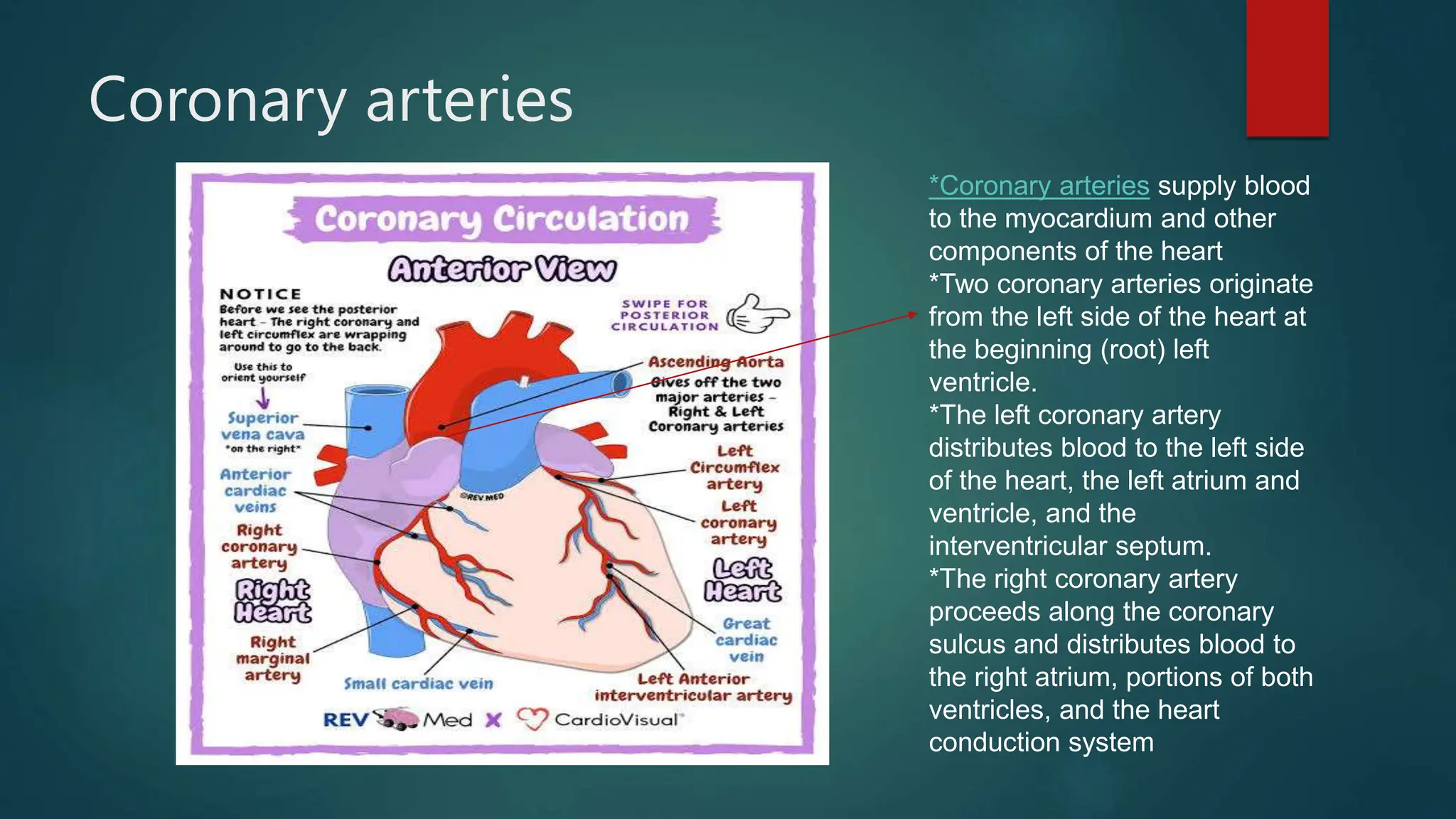 Coronary circulation it's important . | PPTX