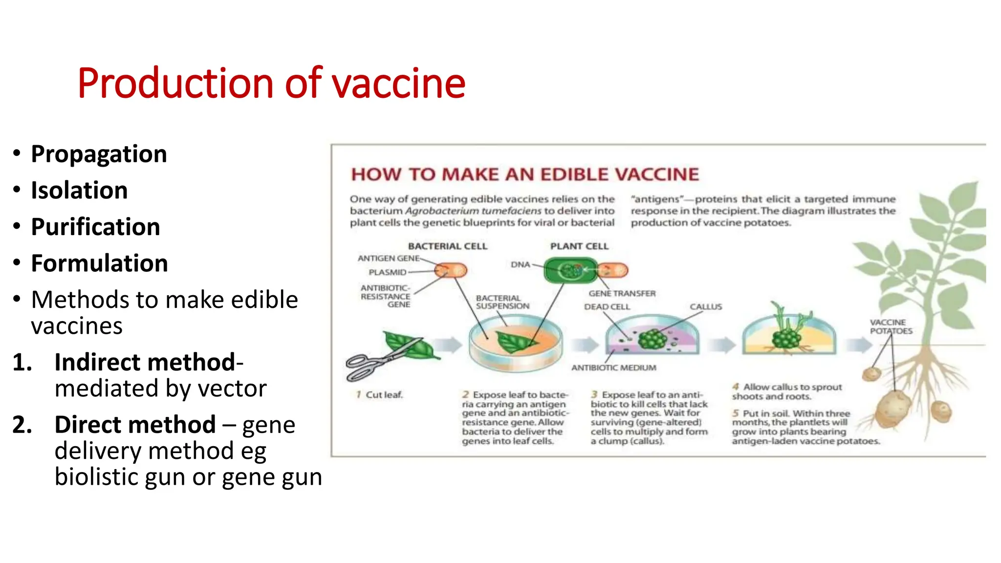 Presentation (6) edible vaccine of v.pptx