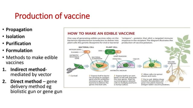 Presentation (6) edible vaccine of v.pptx