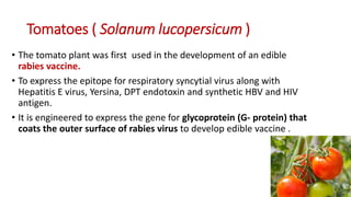 Presentation (6) edible vaccine of v.pptx