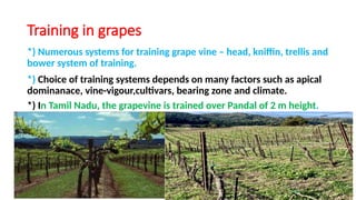 Production Technology of Grapes and It's Post Harvest Handling | PPTX