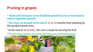 Production Technology of Grapes and It's Post Harvest Handling | PPTX