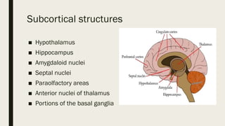 Limbic system - emotional brain.....pptx