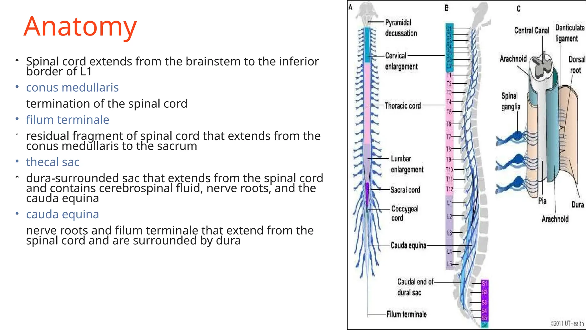 Spinal cord applied anatomy Presentation (6) (1).pptx