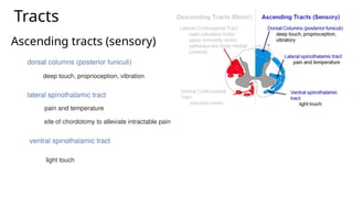 Spinal cord applied anatomy Presentation (6) (1).pptx