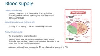 Spinal cord applied anatomy Presentation (6) (1).pptx
