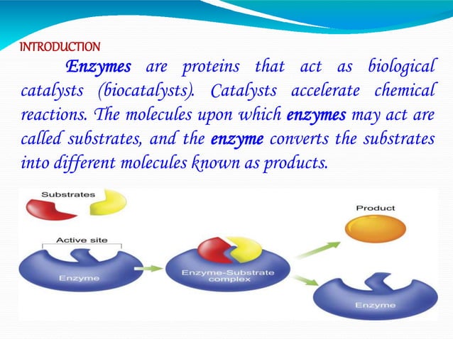 Enzymes.pptx | Chemistry | Science