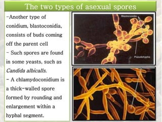 Presentation 7 | PPTX