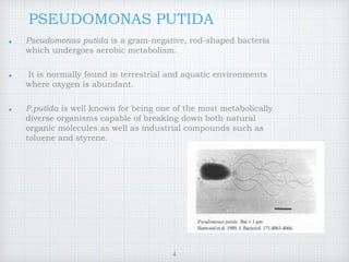 Pseudomonas Putida