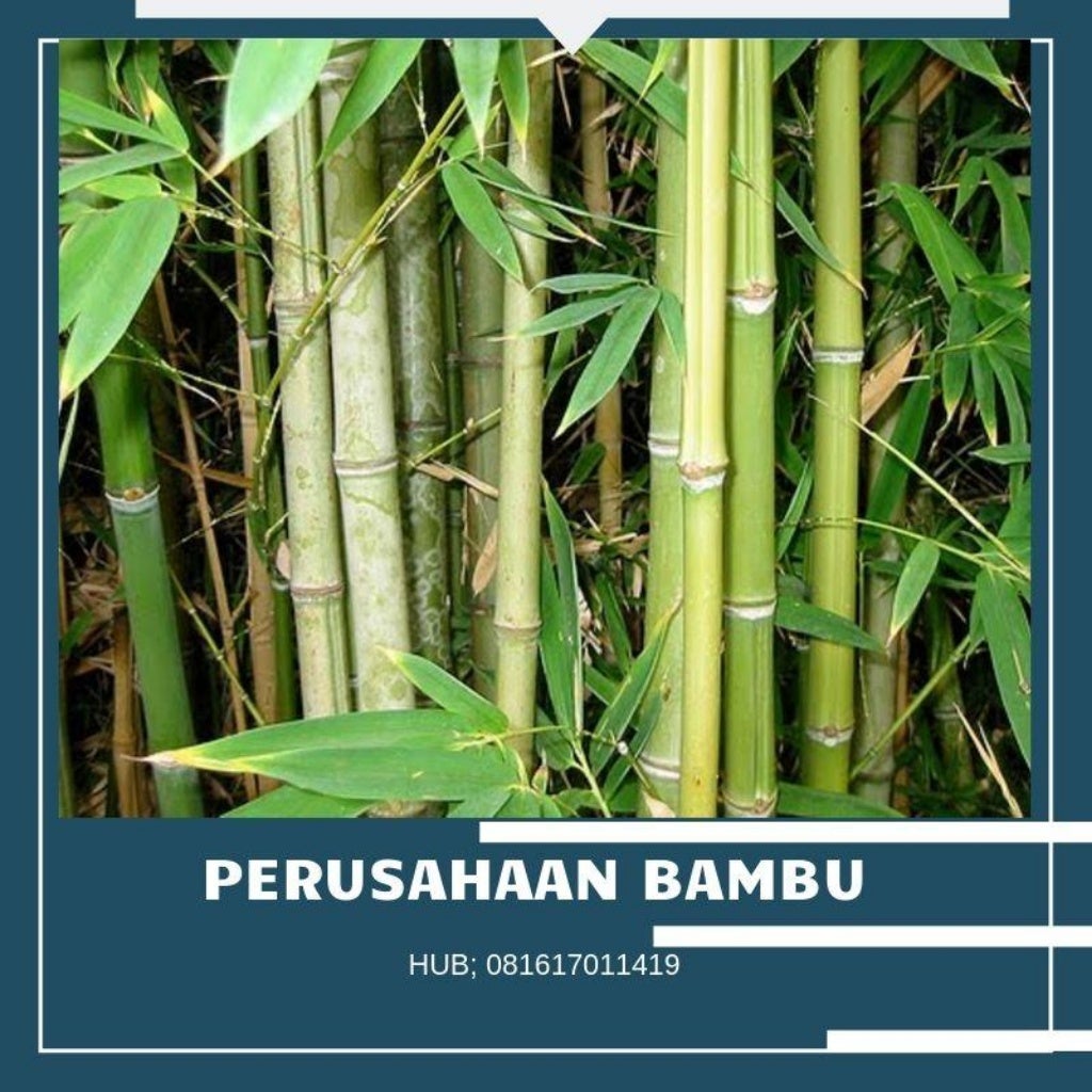 Bambu Besar,Bambu Buluh,Bambu Cina Kecil