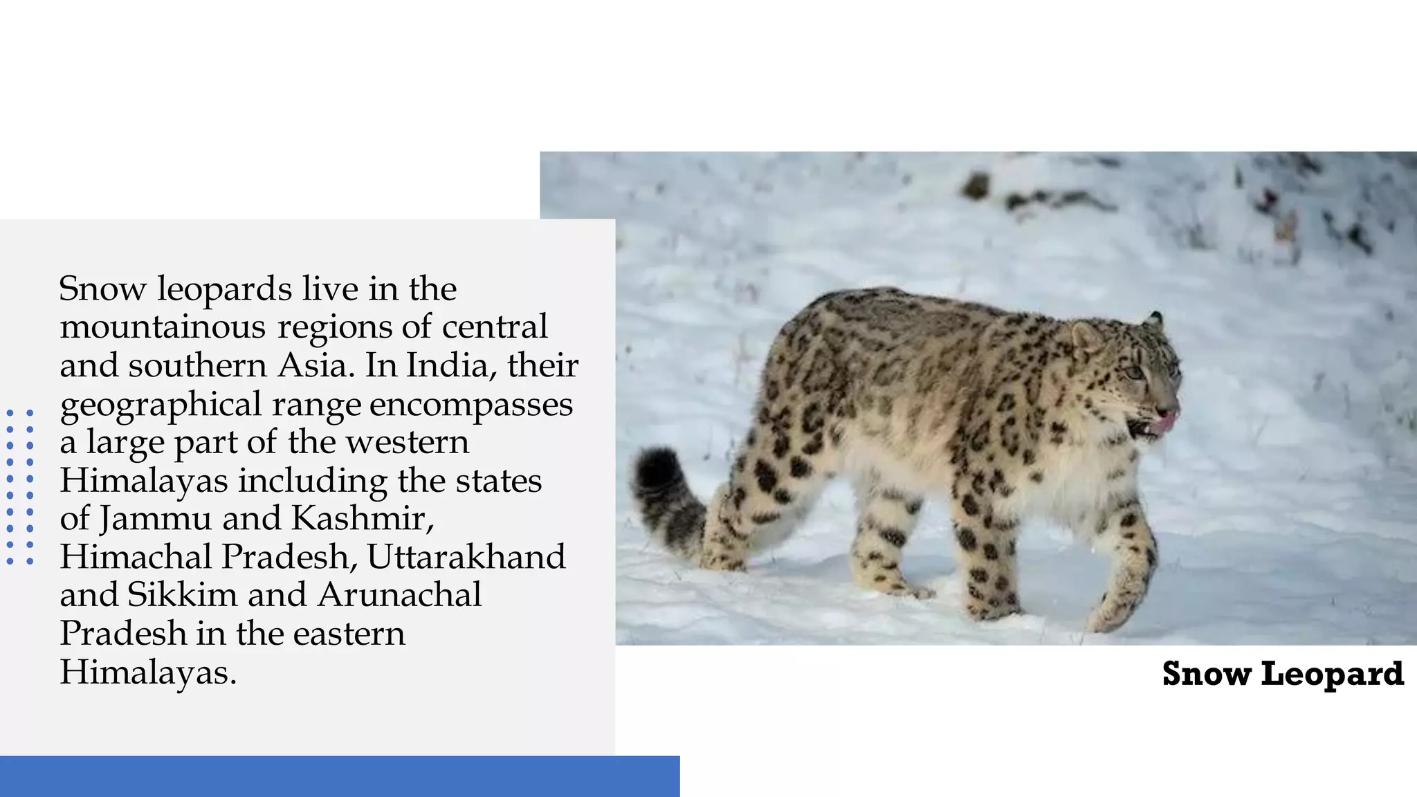 Flora and Fauna on Sikkim | PDF