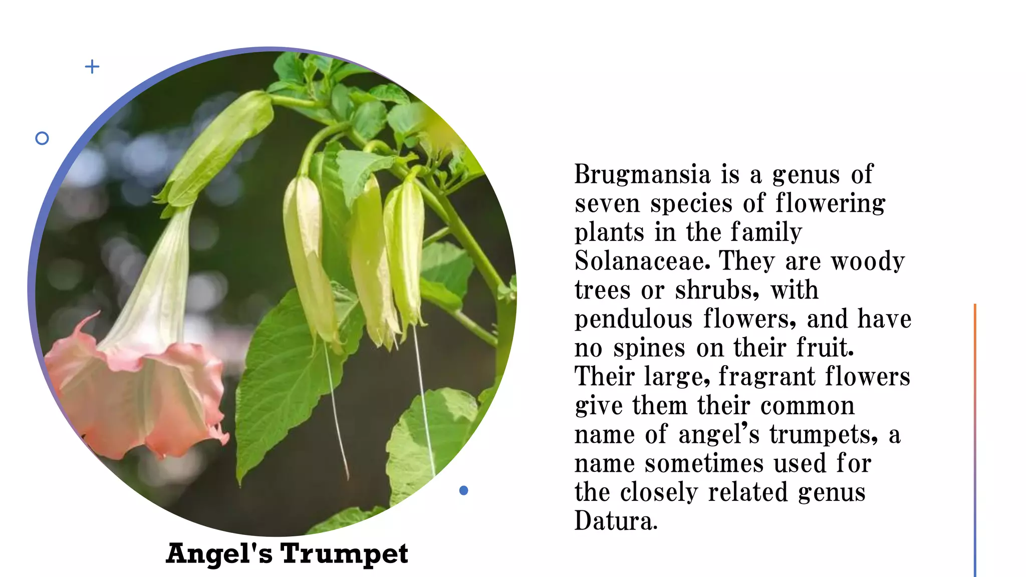 Flora and Fauna on Sikkim | PDF