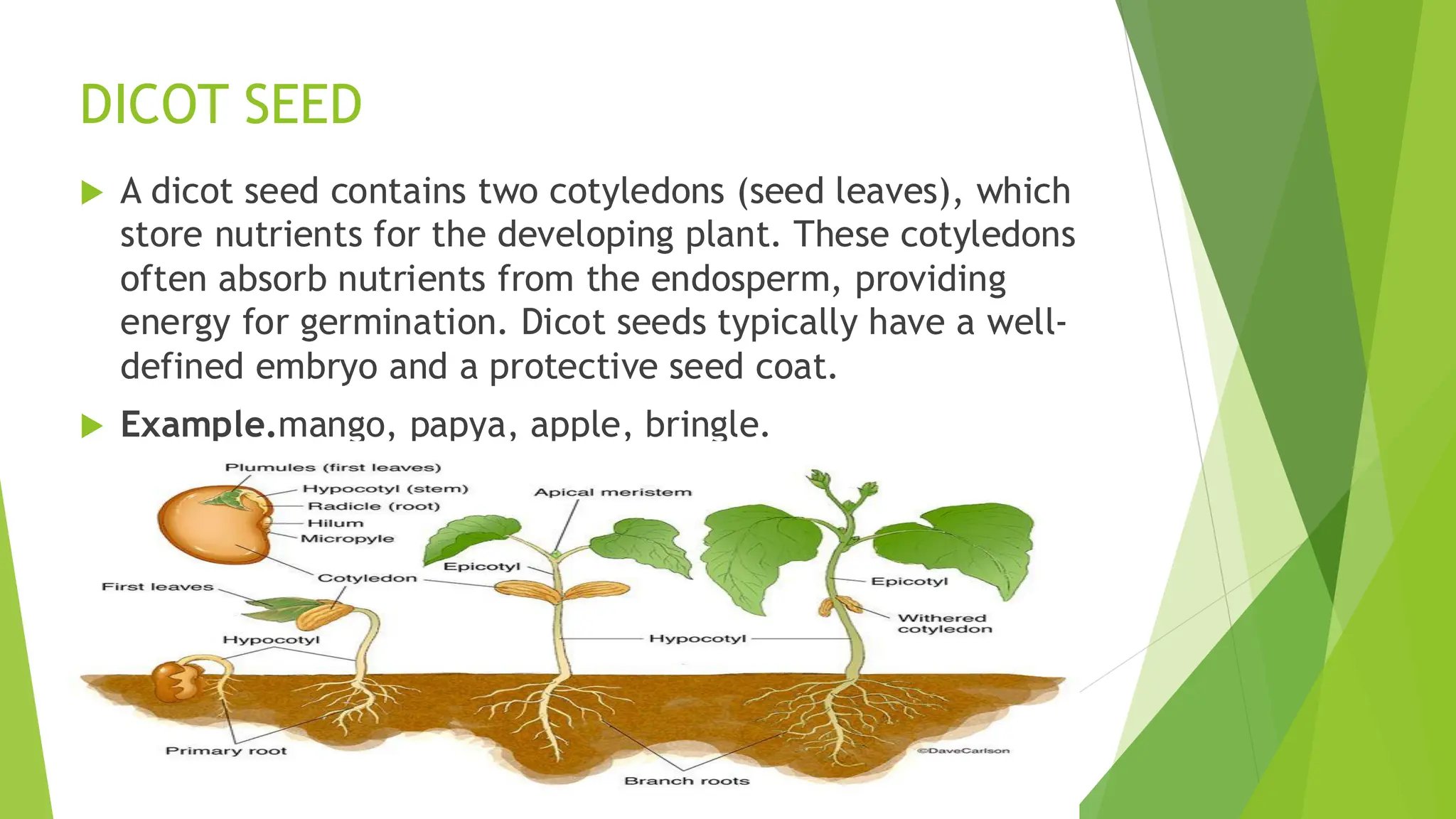 Presentation on The Monocote and Dicote | PDF | Gardening | Home & Garden