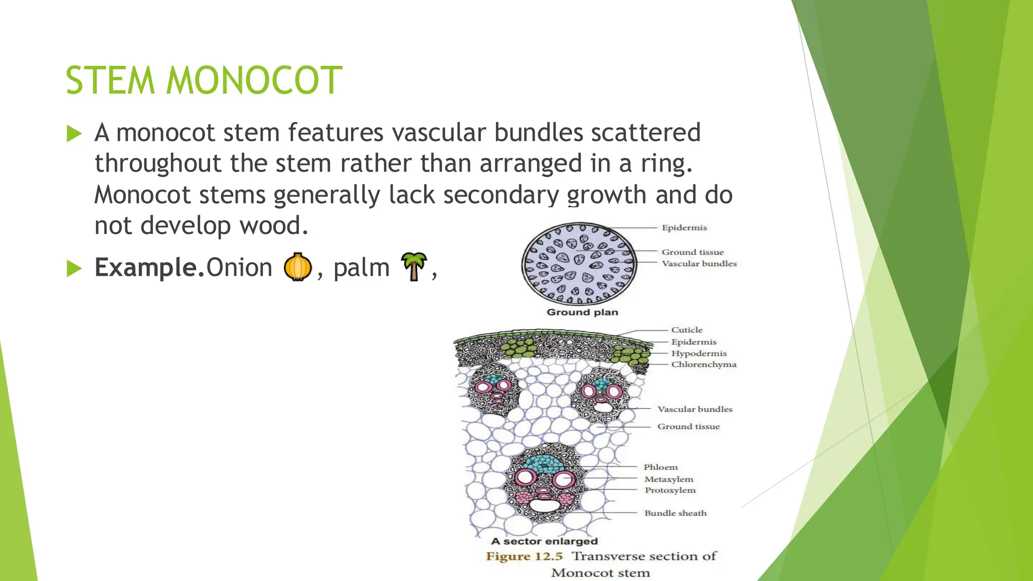 Presentation on The Monocote and Dicote | PDF | Gardening | Home & Garden