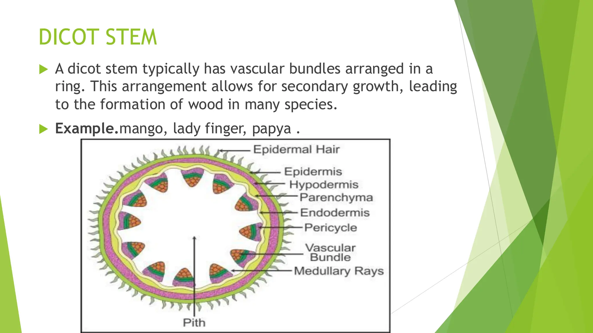 Presentation on The Monocote and Dicote | PDF | Gardening | Home & Garden