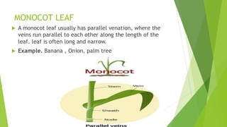 Presentation on The Monocote and Dicote | PDF | Gardening | Home & Garden