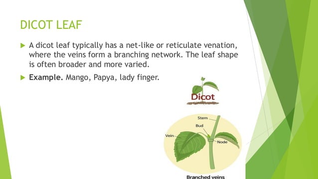 Presentation on The Monocote and Dicote | PDF | Gardening | Home & Garden