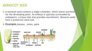 Presentation on The Monocote and Dicote | PDF | Gardening | Home & Garden