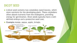 Presentation on The Monocote and Dicote | PDF | Gardening | Home & Garden