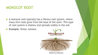 Presentation on The Monocote and Dicote | PDF | Gardening | Home & Garden