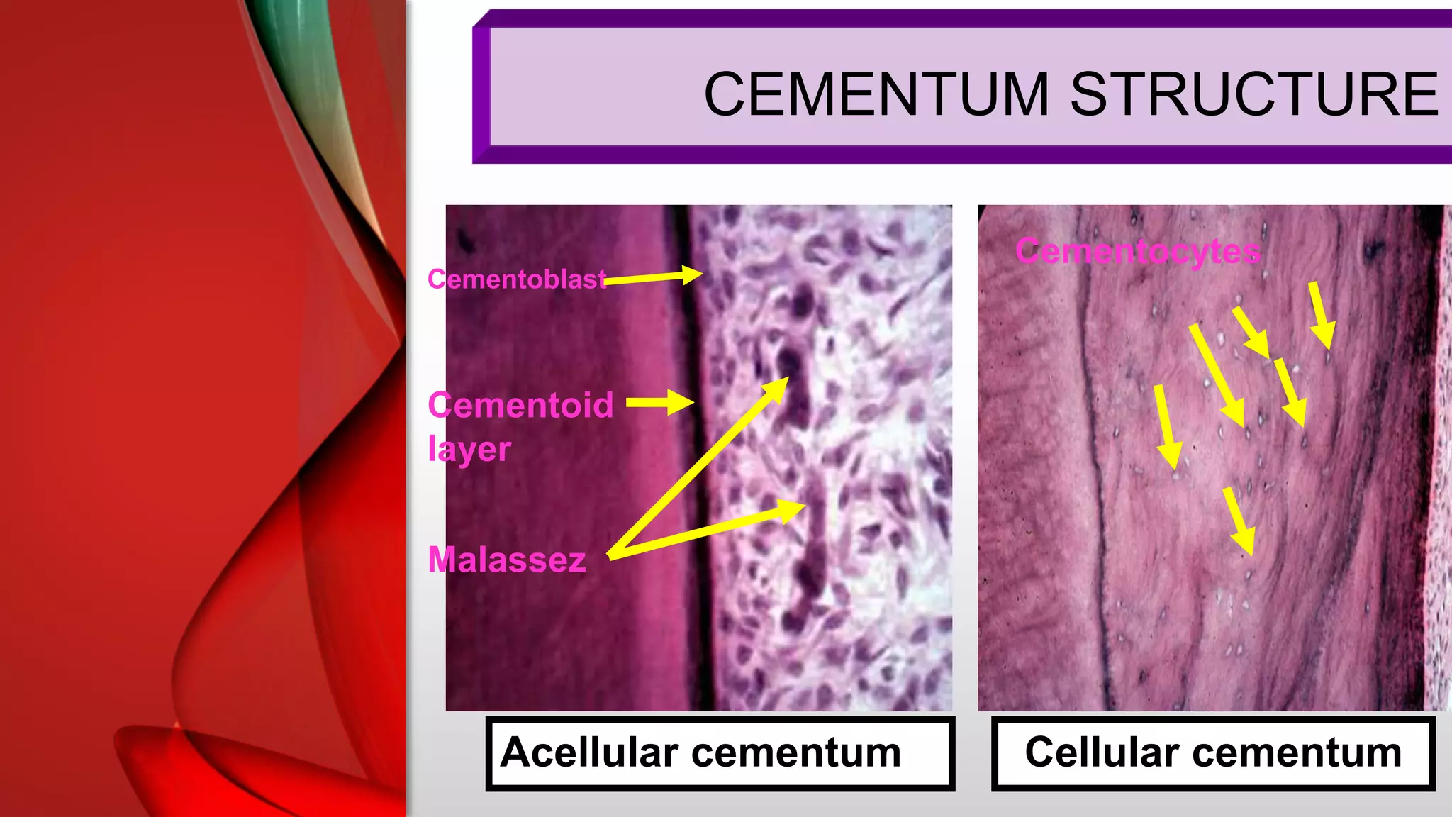 Peridontium and sex hormones | PPTX