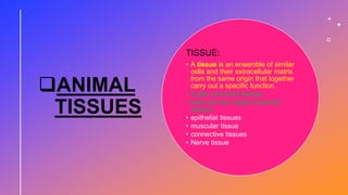 Animal Tissue | PPT