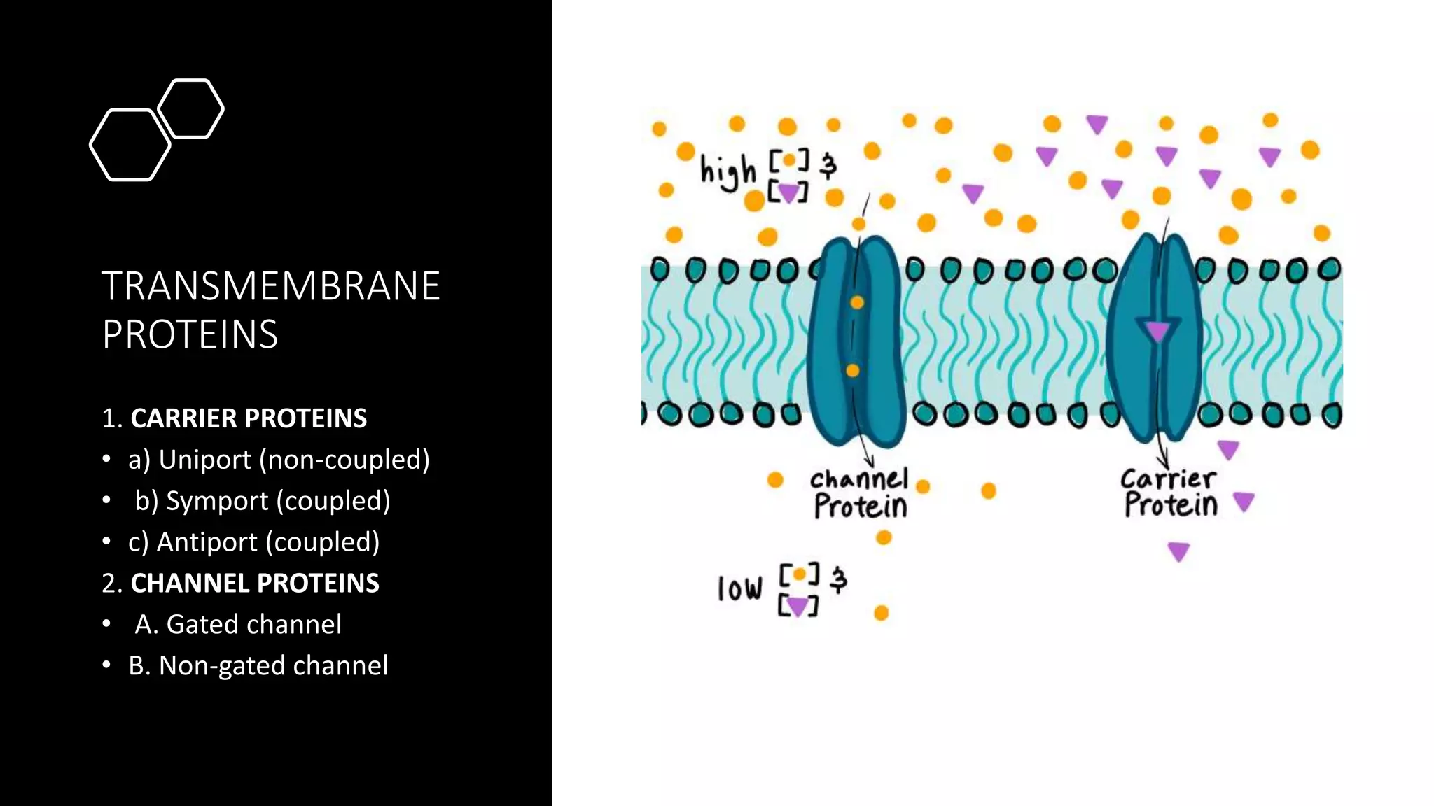 facilitated diffusion | PPTX