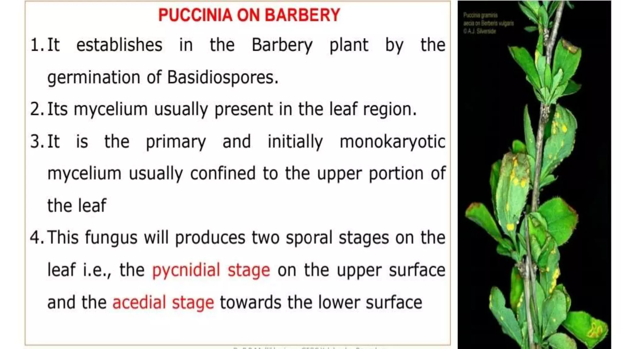 Life cycle of puccinia | PPTX | Gardening | Home & Garden