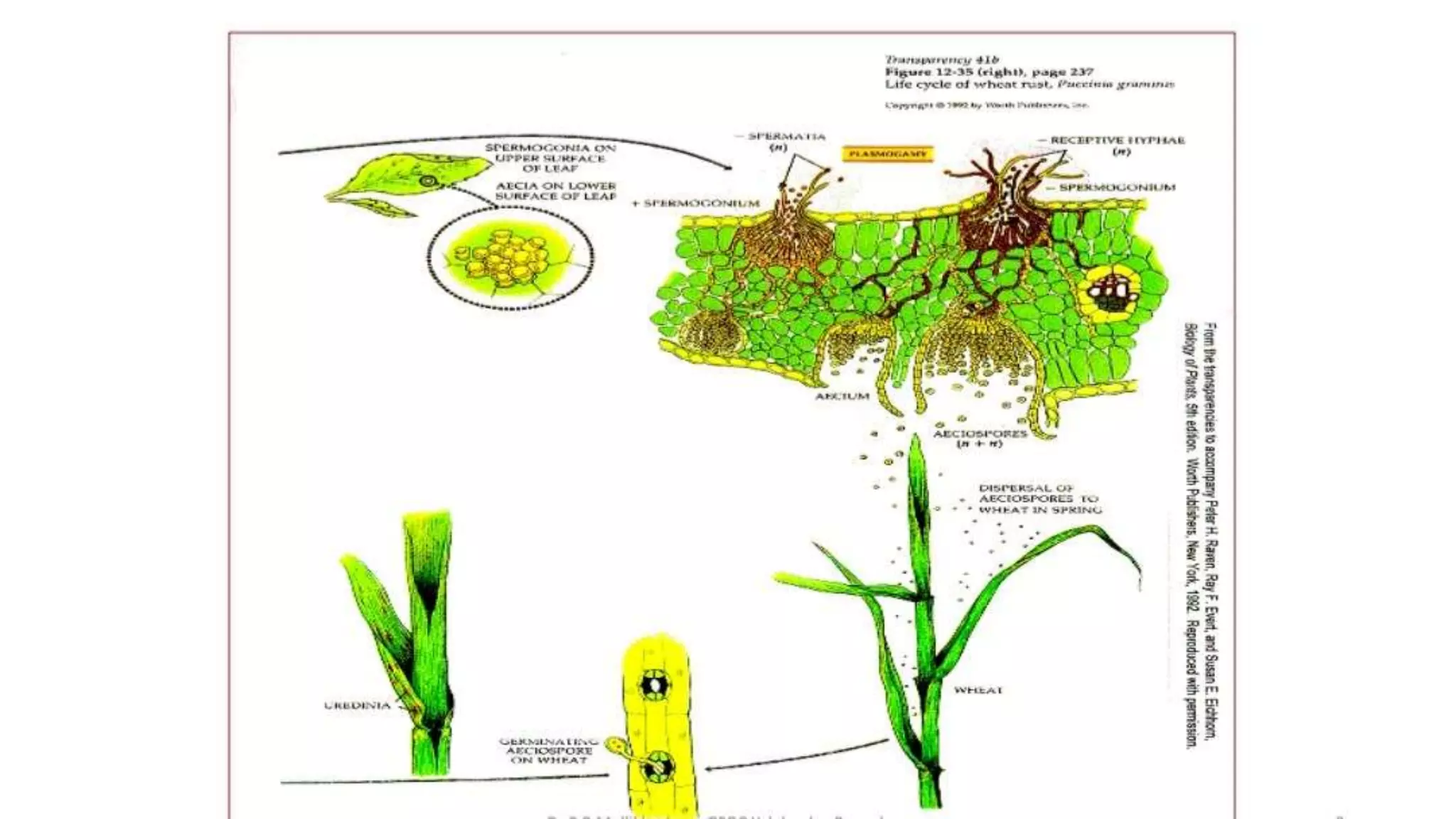 Life cycle of puccinia | PPTX