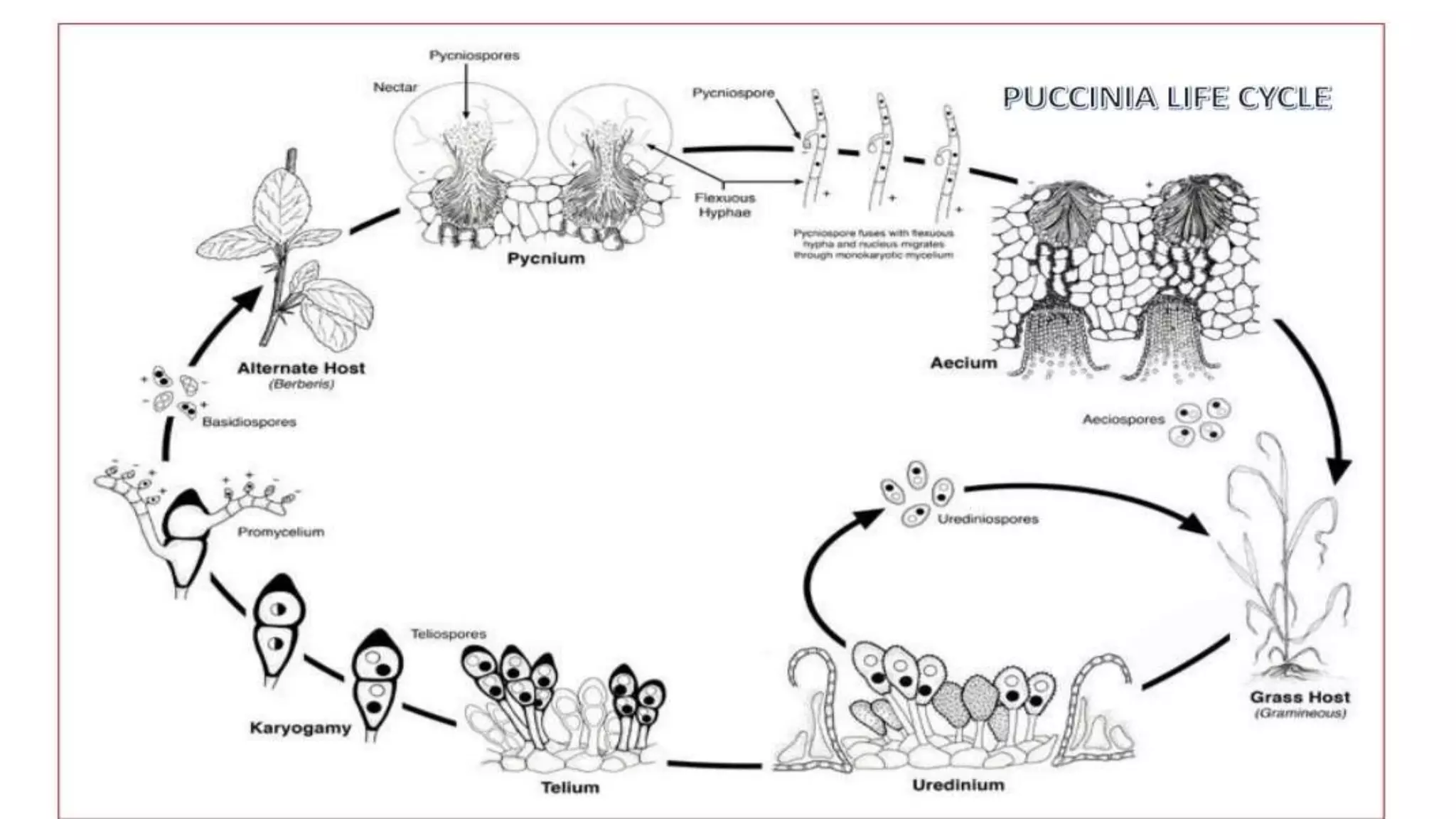 Life cycle of puccinia | PPTX