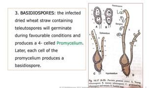 Life cycle of puccinia | PPTX