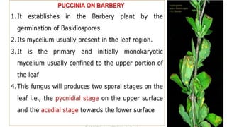 Life cycle of puccinia | PPTX