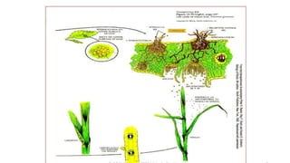 Life cycle of puccinia | PPTX