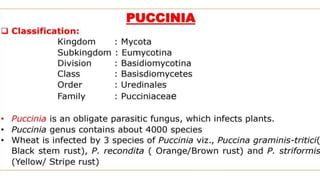 Life cycle of puccinia | PPTX