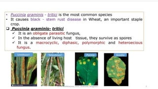 Life cycle of puccinia | PPTX