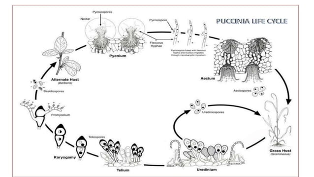 Life cycle of puccinia | PPTX | Gardening | Home & Garden