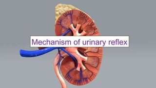 Micturition aaaaaaaaaaaaaaaaaaaaaaaaaaaaaaaaaaaaaaaaaa | PPTX