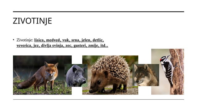 Listopadne sume ( biologija za 7 razred ) | PPT