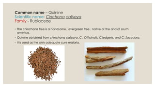 Presentation (9).pdfpptpptpptpptpptpprtpuuh | PPT