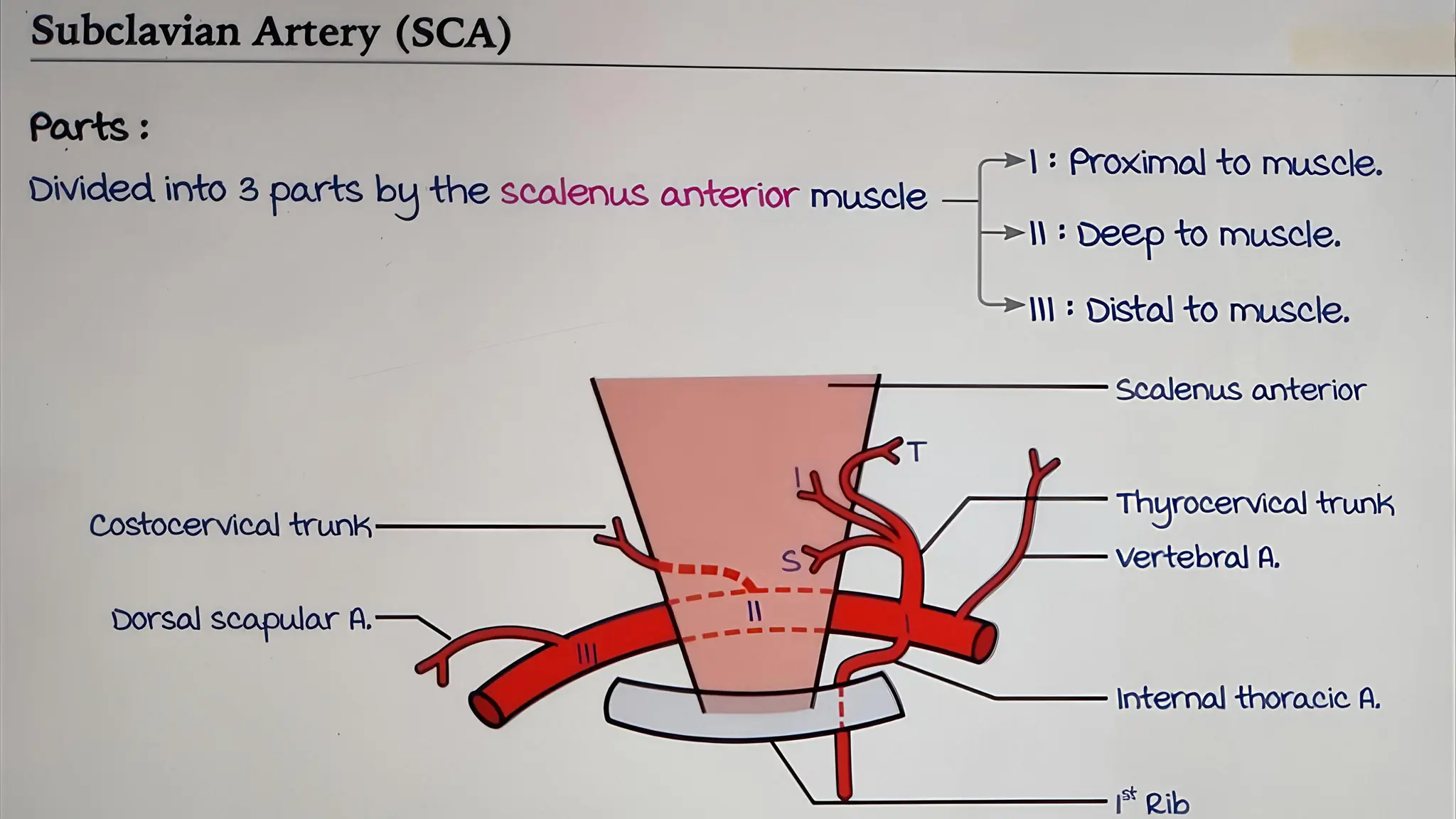 Subclavian artery and it's branches and clinical anatomy | PPTX