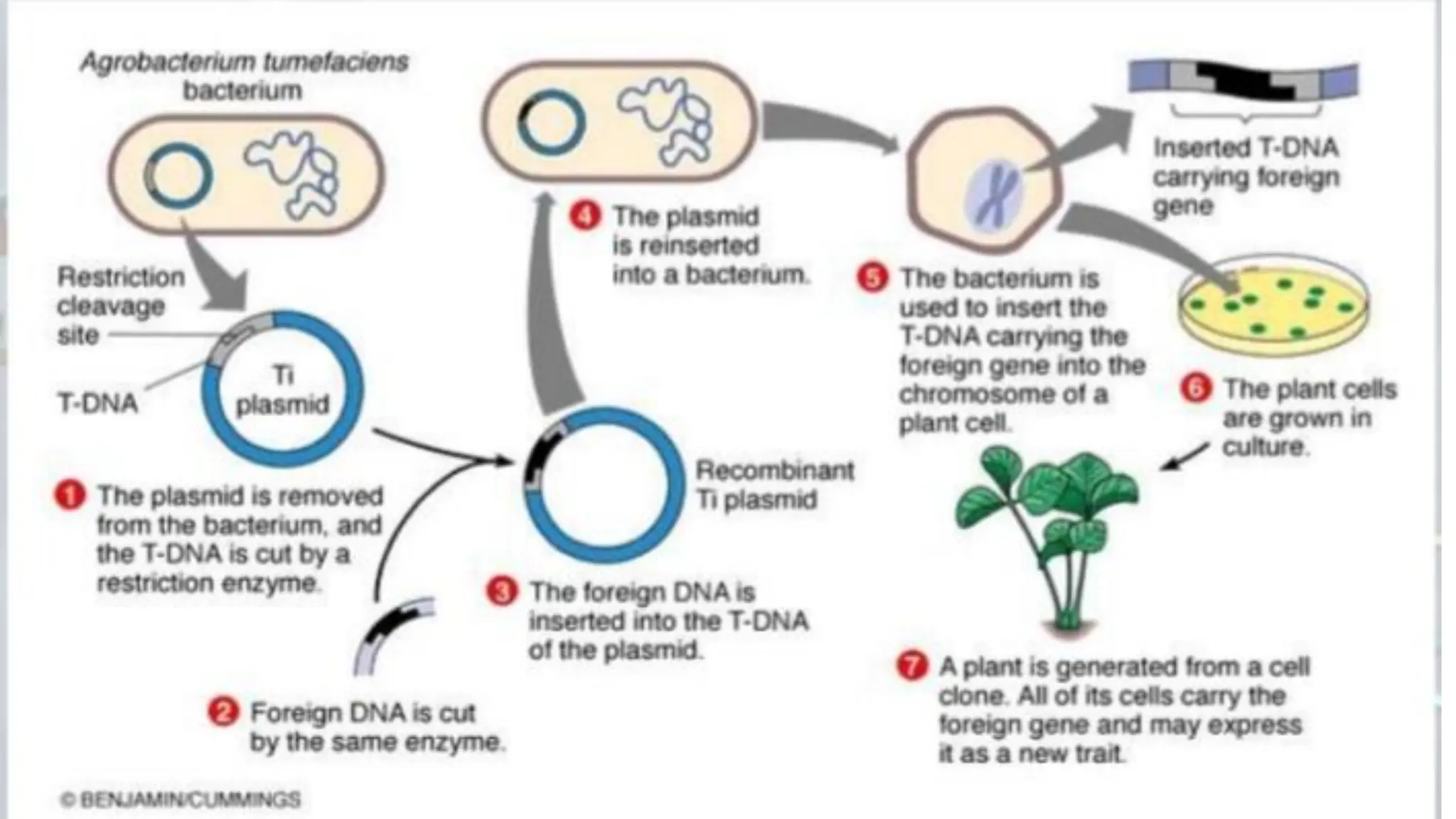 Plant Biotecnology ,Agrobacterium mediated transformation | PDF