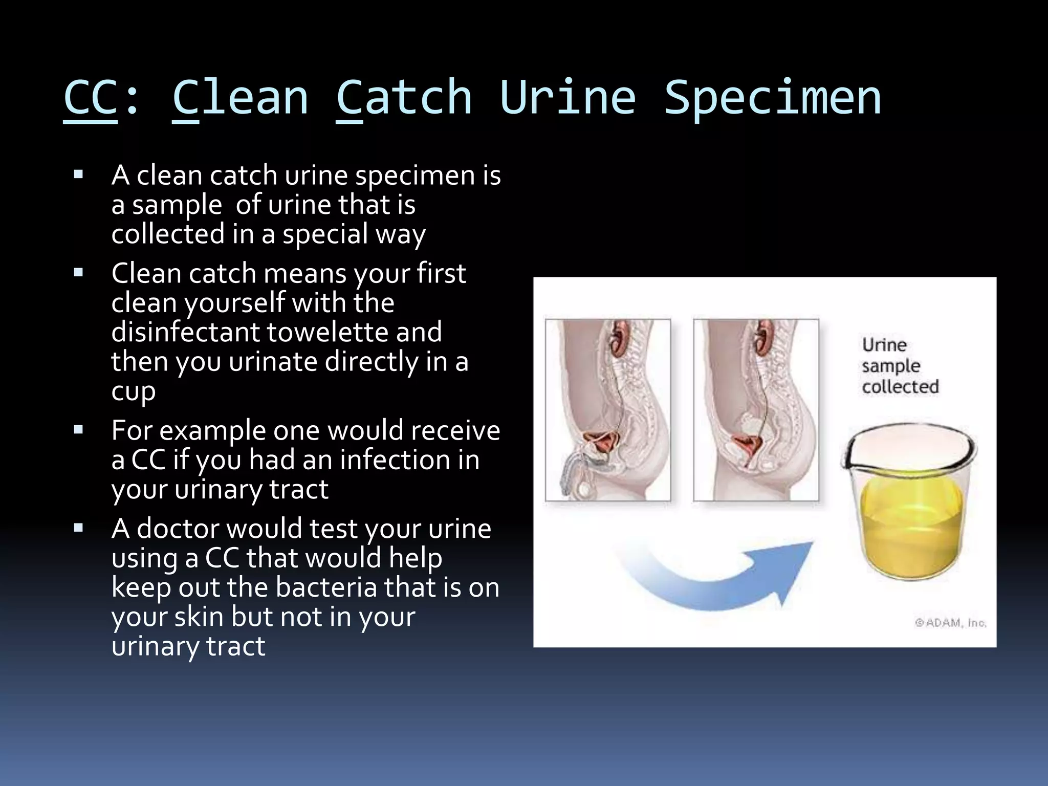 Presentation 9 anatomy and physiology of the urinary system ...