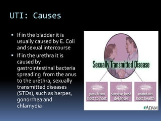 Presentation 9 anatomy and physiology of the urinary system ...
