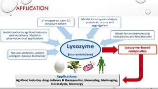 Mechanism of action of lysozyme and chymotrypsin Priyanka ppt.pptx
