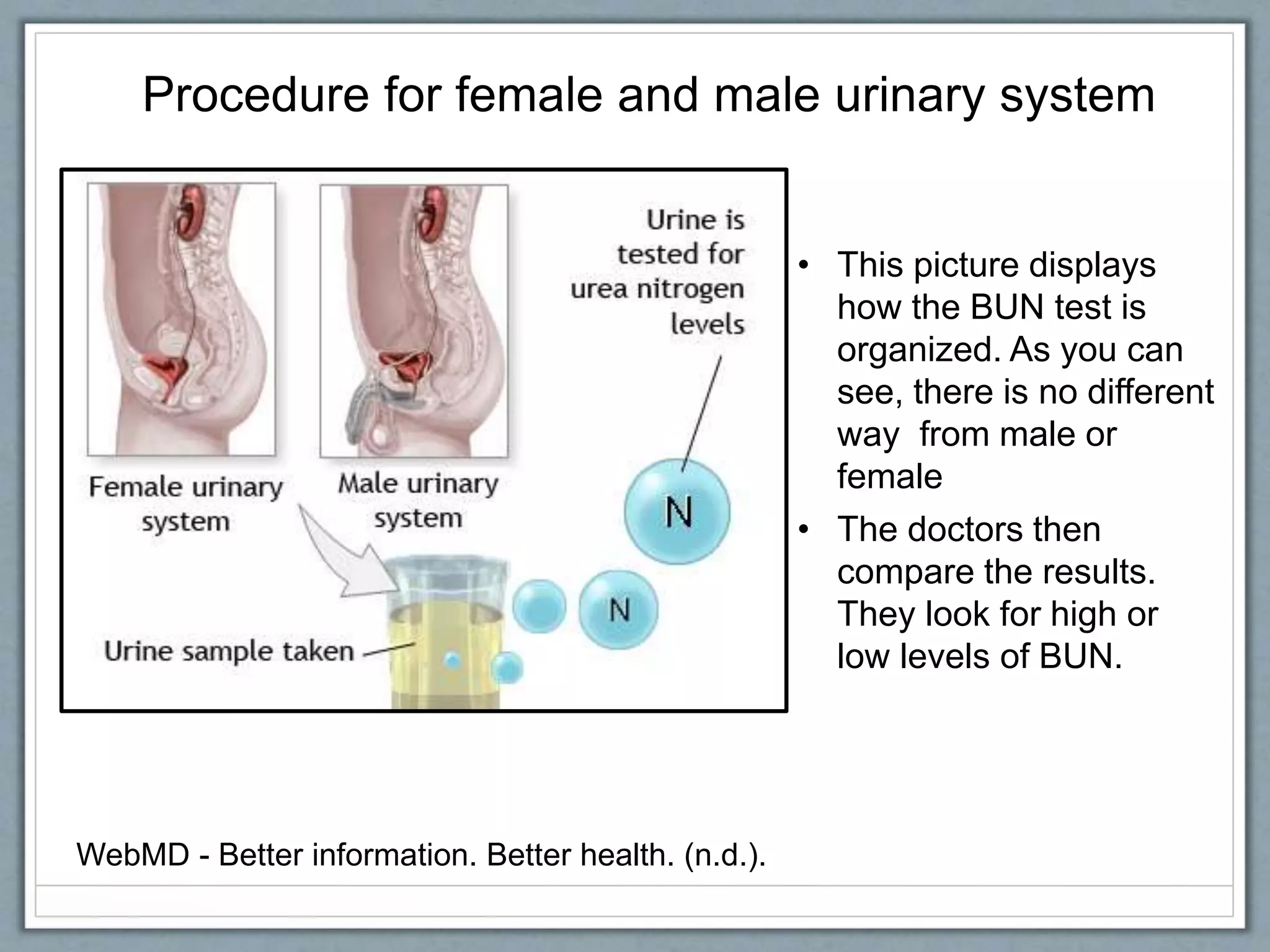 Presentation 9 urinary system | PPTX
